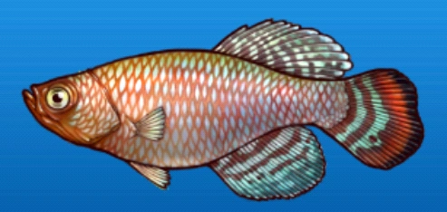 Bluefin notho | Fishing Superstars Wiki | Fandom