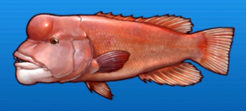 Bulgyhead Wrasse | Fishing Superstars Wiki | Fandom