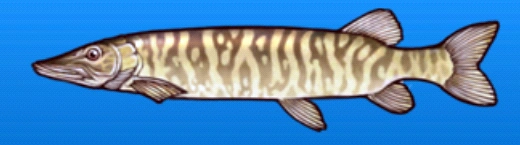 Musky | Fishing Superstars Wiki | Fandom