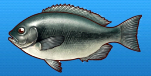 Opaleye | Fishing Superstars Wiki | Fandom