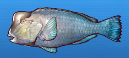 Buffalo Fish | Fishing Superstars Wiki | Fandom