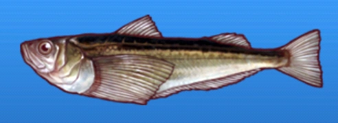 Sandfish | Fishing Superstars Wiki | Fandom