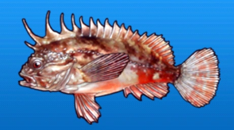Redfin Velvetfish | Fishing Superstars Wiki | Fandom