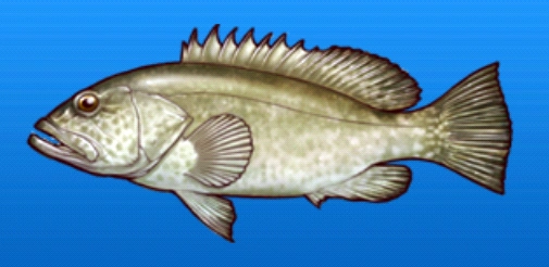 Grouper | Fishing Superstars Wiki | Fandom