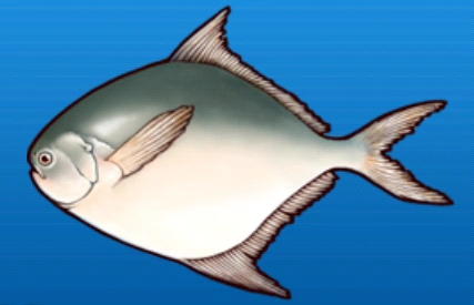 Pomfret | Fishing Superstars Wiki | Fandom