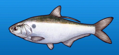 Gizzard Shad | Fishing Superstars Wiki | Fandom