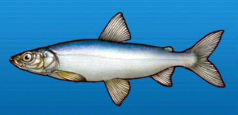 Cisco | Fishing Superstars Wiki | Fandom