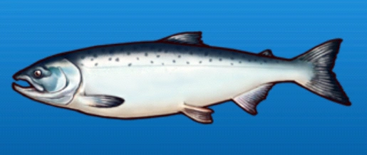 Salmon | Fishing Superstars Wiki | Fandom