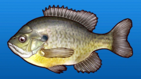 Blue Gill | Fishing Superstars Wiki | Fandom
