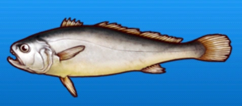 White Croaker | Fishing Superstars Wiki | Fandom