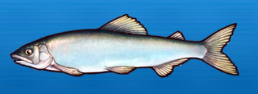 Sweetfish | Fishing Superstars Wiki | Fandom