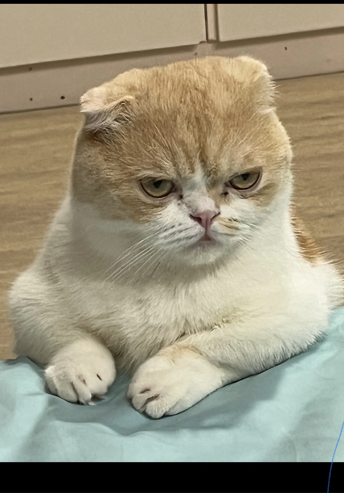 Momo | GamingGiants Wiki | Fandom