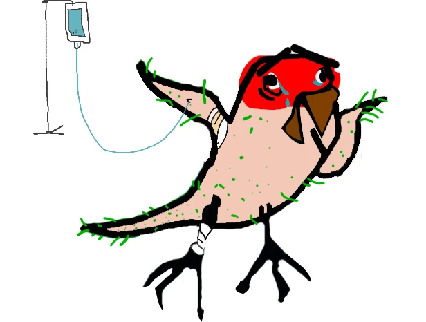 Gacku | Wiki Choroy | Fandom