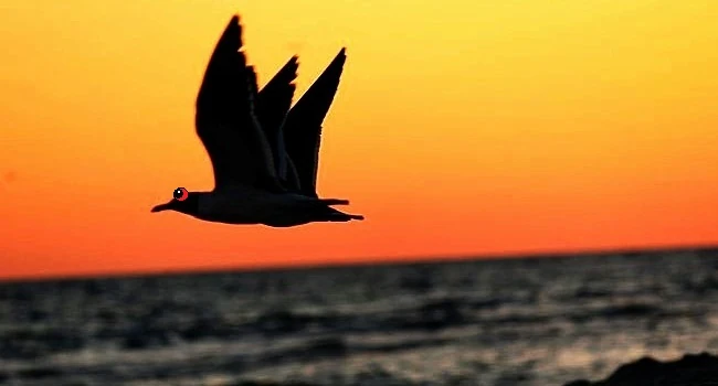 Three-Winged Bird | The Gap into Mirror Land Wiki | Fandom