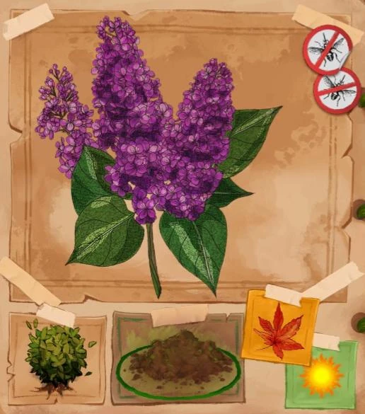 Lilac | Garden Life: A Cozy Simulator Wiki | Fandom