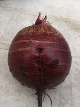 Common scab | WikiGardener | Fandom