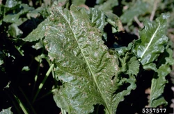 Beet cercospora disease | WikiGardener | Fandom