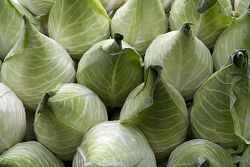 Filderkraut | WikiGardener | Fandom