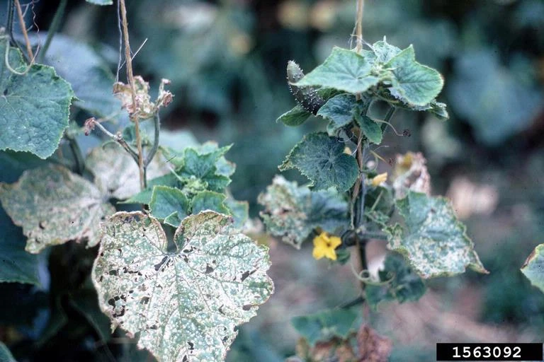 Tomato ringspot virus | WikiGardener | Fandom