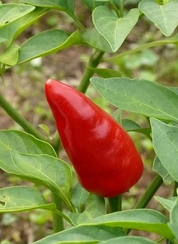 Capsicum annuum 'Fish' | WikiGardener | Fandom
