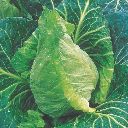 Spring cabbage | WikiGardener | Fandom