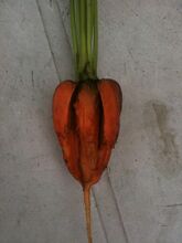 Split roots | WikiGardener | Fandom