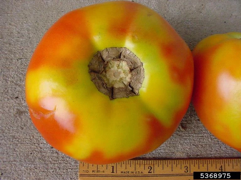 Greenback | WikiGardener | Fandom