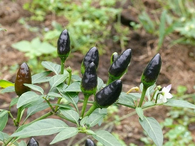 Capsicum annuum 'Peruvian purple' | WikiGardener | Fandom