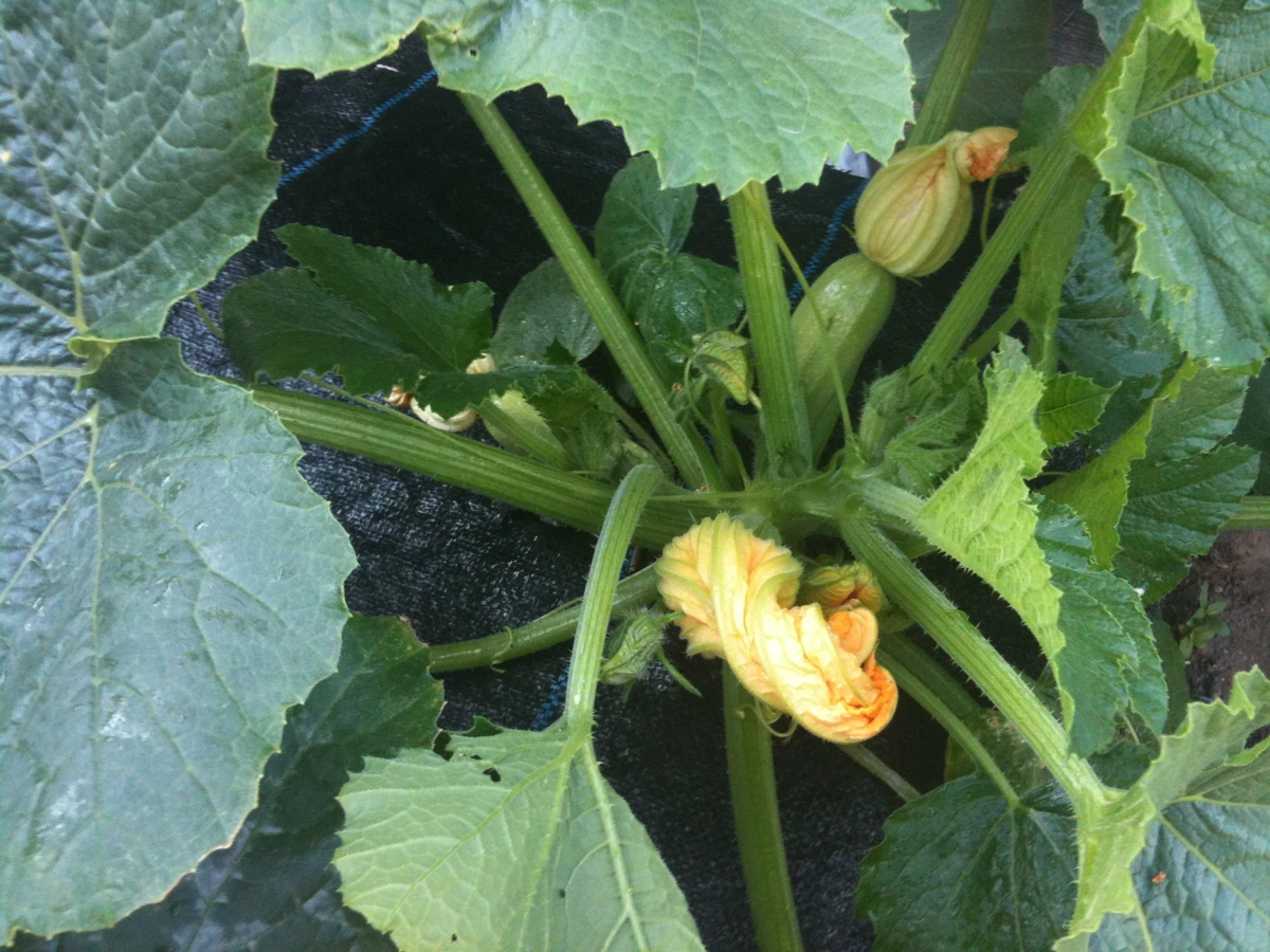 Category:Courgette varieties | WikiGardener | Fandom