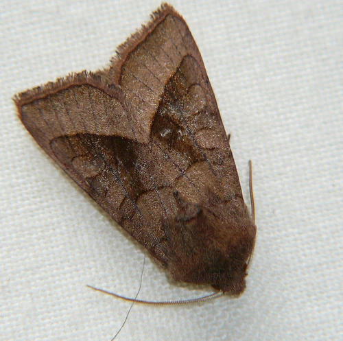 Rosy rustic moth | WikiGardener | Fandom
