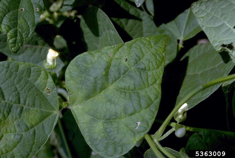 Halo blight | WikiGardener | Fandom