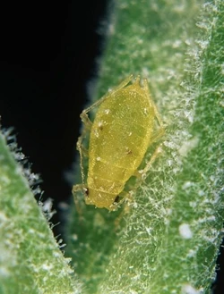 Carrot-willow aphid | WikiGardener | Fandom