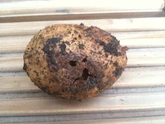 Potato troubles | WikiGardener | Fandom