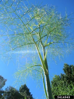 Fennel | WikiGardener | Fandom