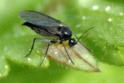 Sciarid fly | WikiGardener | Fandom