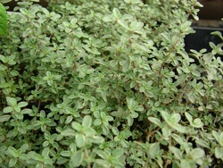 Silver thyme | WikiGardener | Fandom