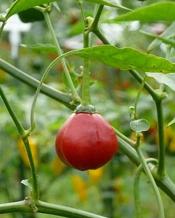 Capsicum baccatum 'Earbob' | WikiGardener | Fandom