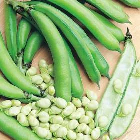 Broad bean | WikiGardener | Fandom