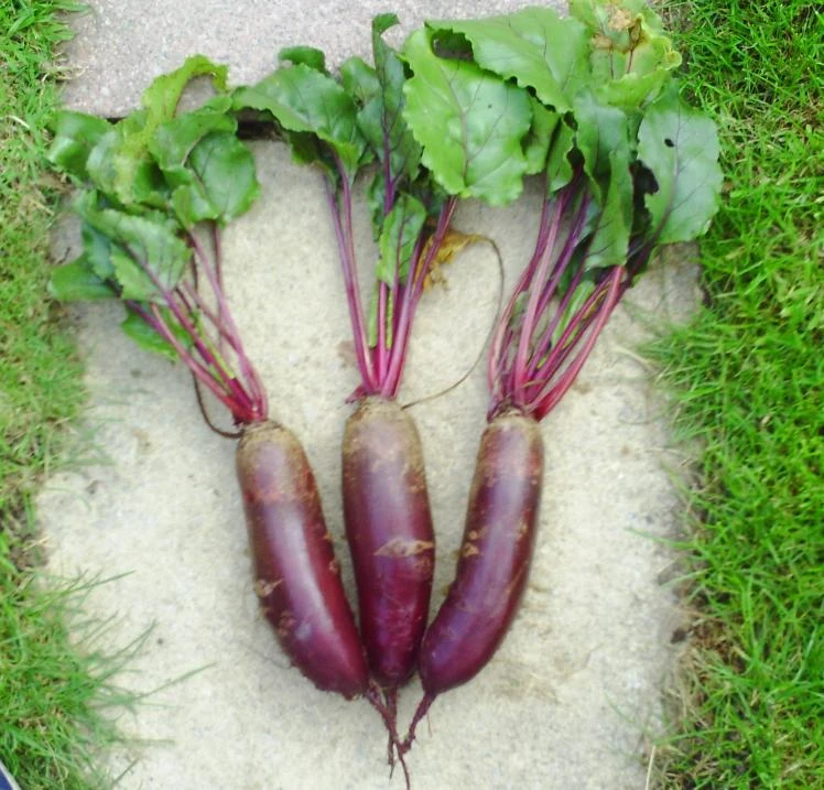 Category:Beetroot varieties | WikiGardener | Fandom