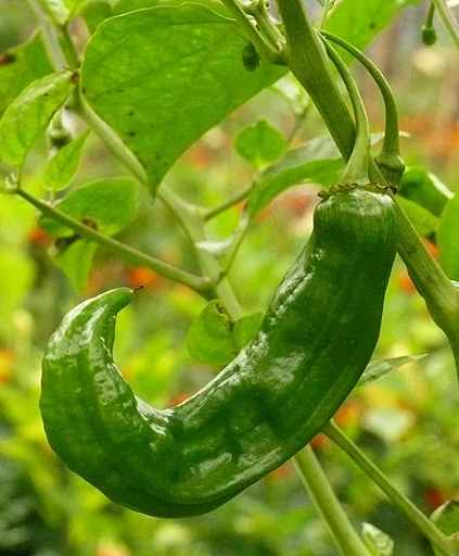 Capsicum chinense 'Aji brown' | WikiGardener | Fandom