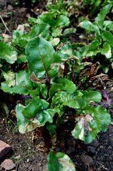 Leaf miner | WikiGardener | Fandom