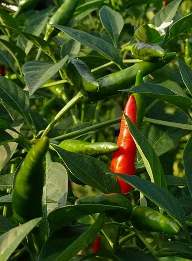 Capsicum annuum 'Pelita' | WikiGardener | Fandom