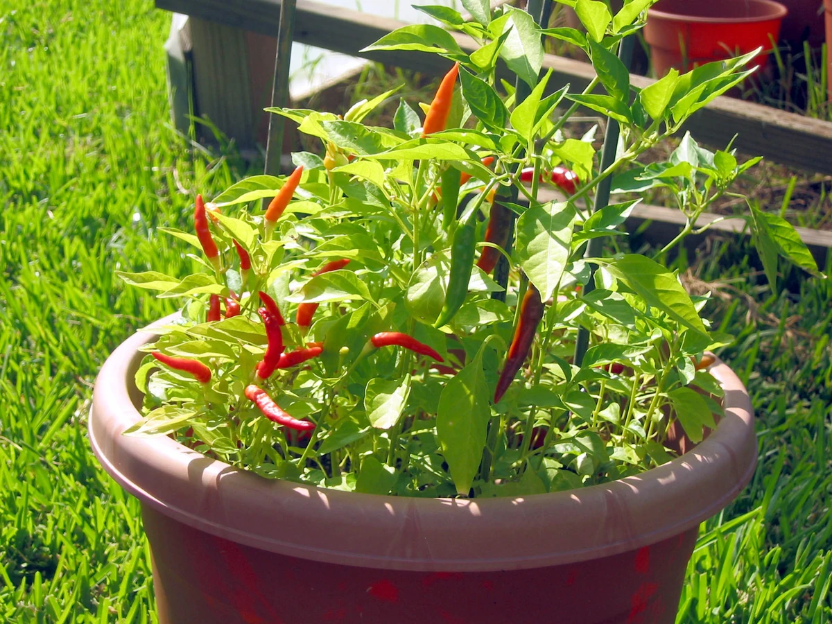 Capsicum frutescens 'Piri piri' | WikiGardener | Fandom