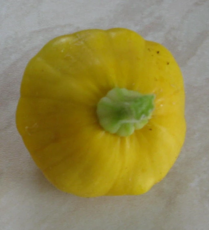Cucurbita pepo 'Yellow scallop' | WikiGardener | Fandom