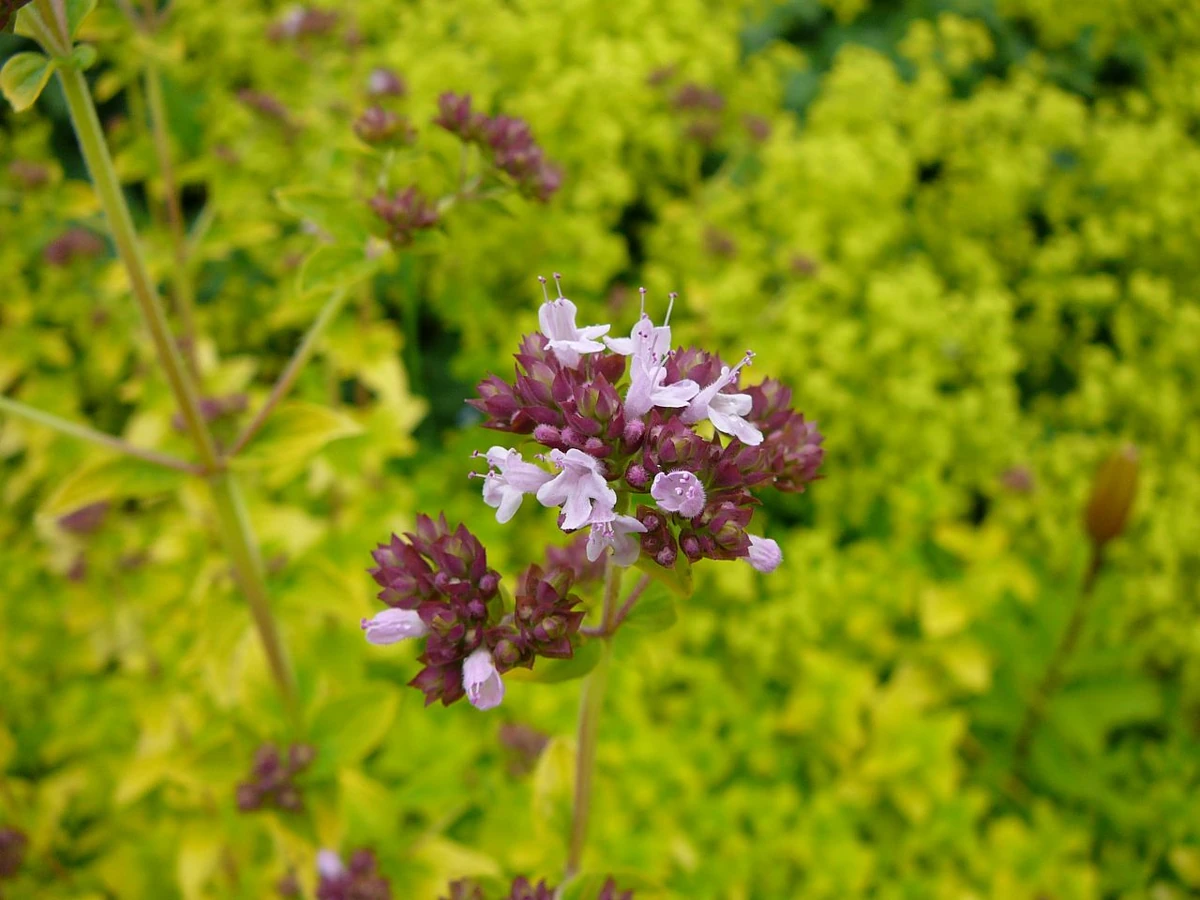 Golden oregano | WikiGardener | Fandom