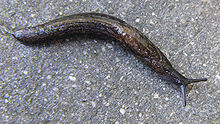 Keeled slug | WikiGardener | Fandom