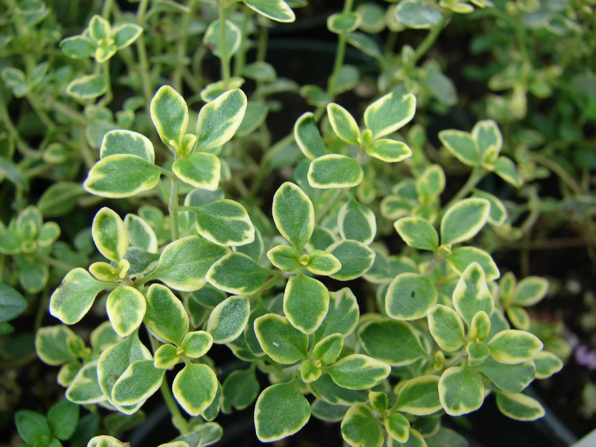 Lemon thyme | WikiGardener | Fandom