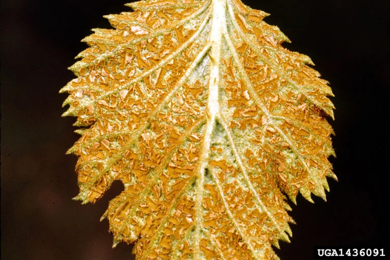 Orange rust | WikiGardener | Fandom