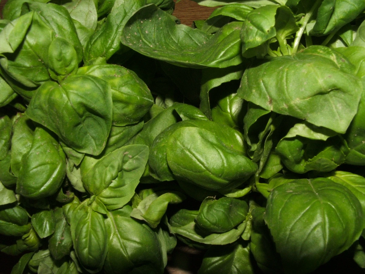 Genovese basil | WikiGardener | Fandom