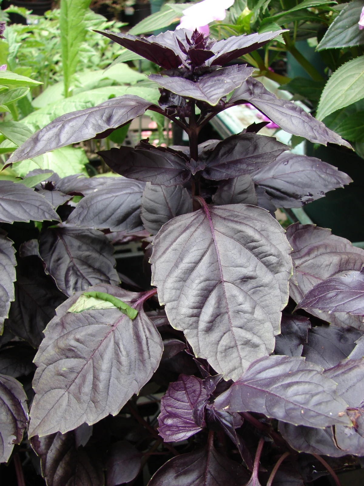 Red rubin basil | WikiGardener | Fandom